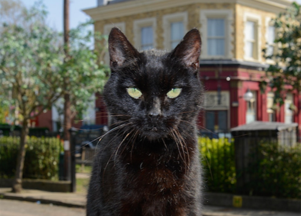 EastEnders viewers fear that Dave the Cat might not be who we think he ...