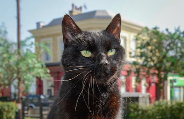 EastEnders viewers fear that Dave the Cat might not be who we think he ...