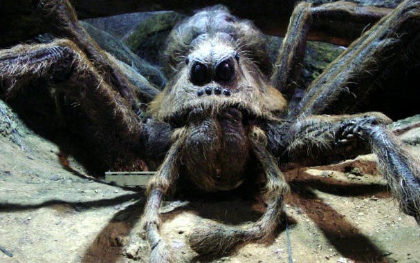 Hundreds of rat-sized spiders released in UK – Closer