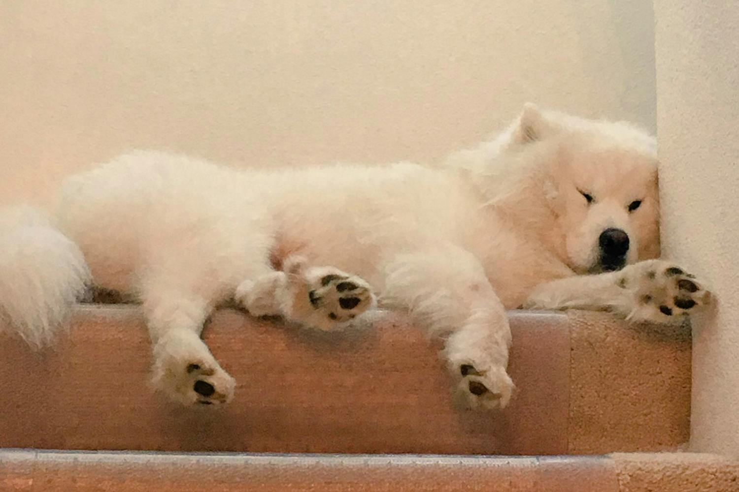 This dog’s face when he sees his owners on Facetime will warm your ...