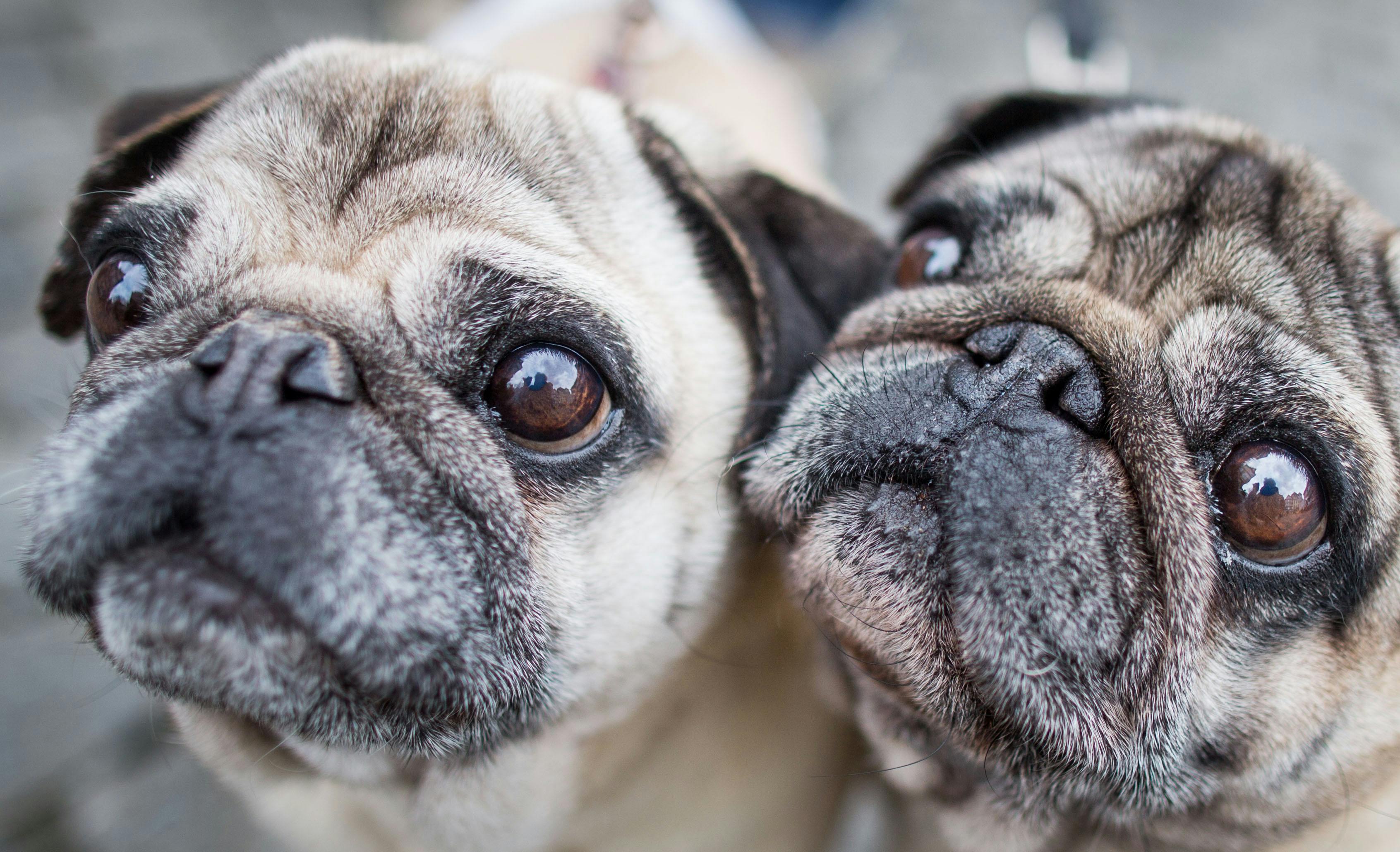 A Pug Festival Is Touring The UK - And Looking For Volunteers - Grazia