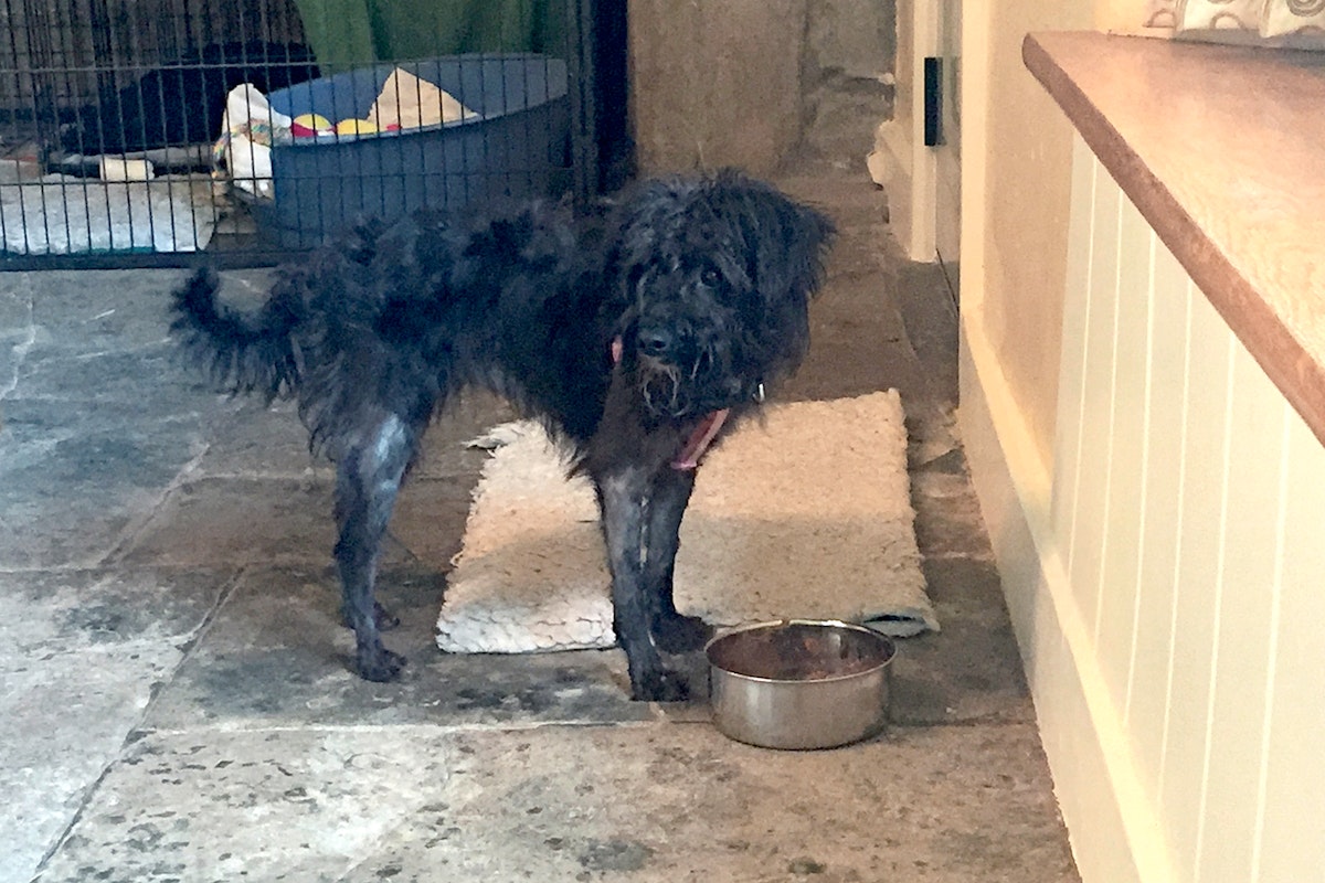Puppy farming: The horrific truth and what you can do to help