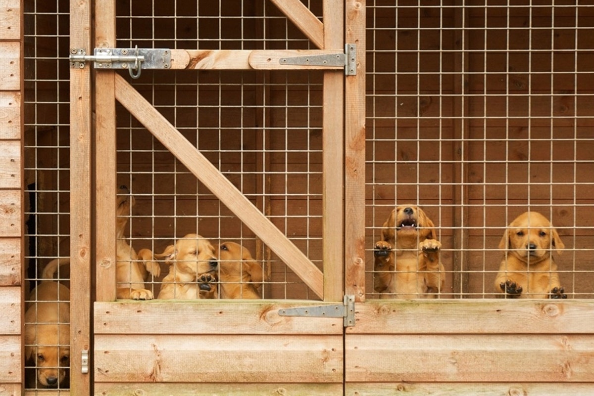 Puppy farming: The horrific truth and what you can do to help