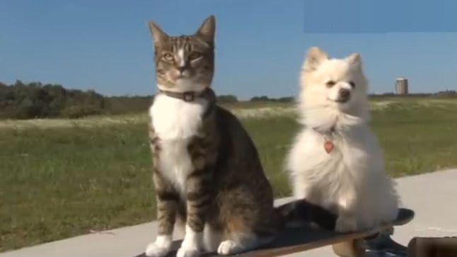 VIDEO: This skateboarding cat is probably one of the coolest kitties we ...