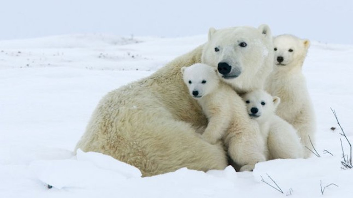 The 23 best and cutest animal facts of all time | Closer