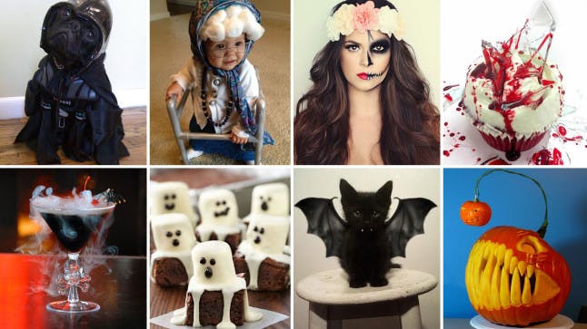 From pet costumes to spooky treats: The 47 best Halloween DIY projects ...