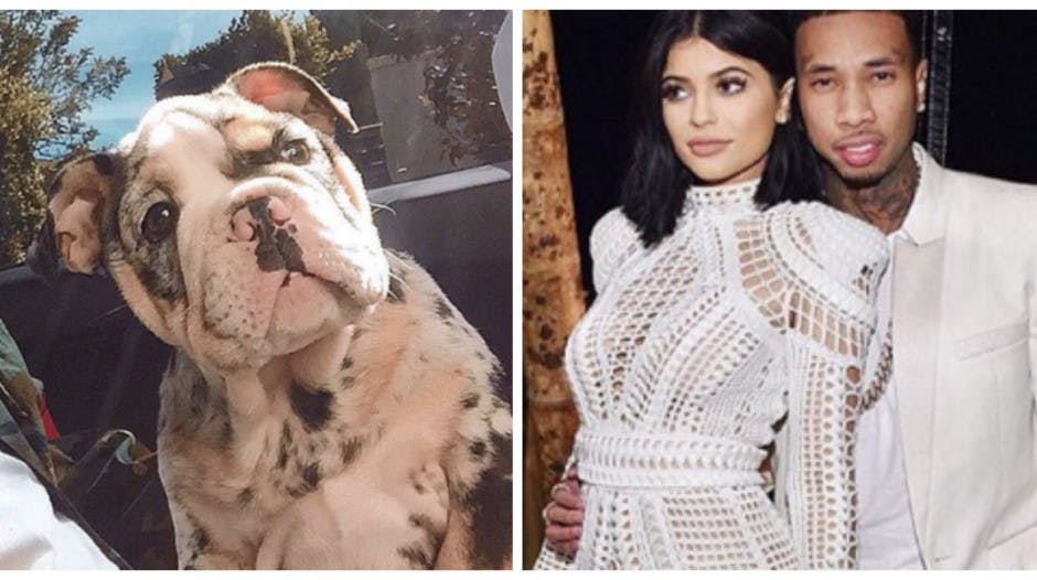 Kylie Jenner and Tyga introduce new pup Rolly to the family and he wasn ...