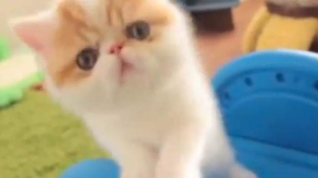 VIDEO: Cute kittens on slides. ‘Nuff said. | Closer