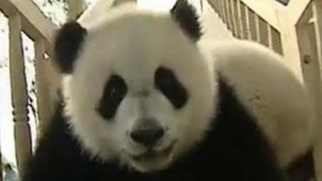 Look at these pandas playing on slides! | Closer