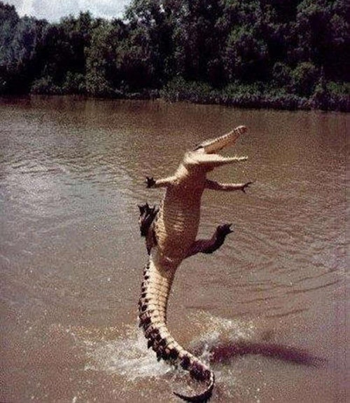 30 of the happiest animals you’ve ever seen – from a happy horse to a ...