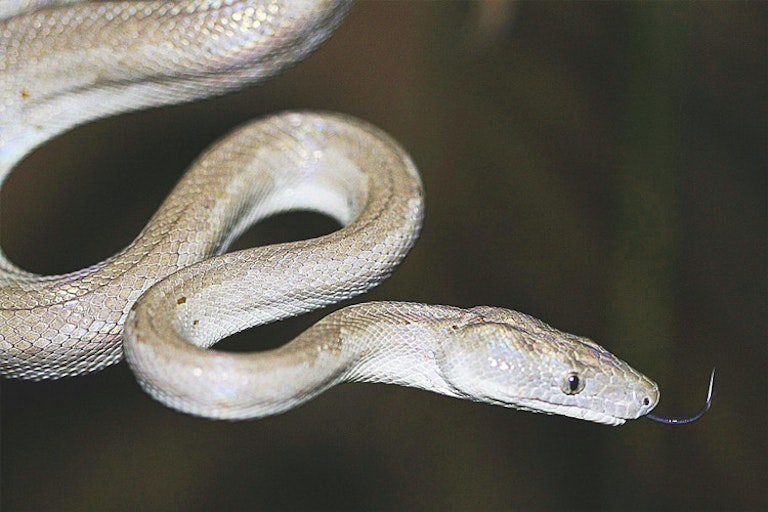 A New Snake Species Has Been Discovered In The Bahamas And It's Really ...