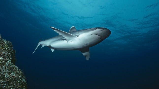 Shark Week: All the secrets of the ocean’s most misunderstood creatures ...