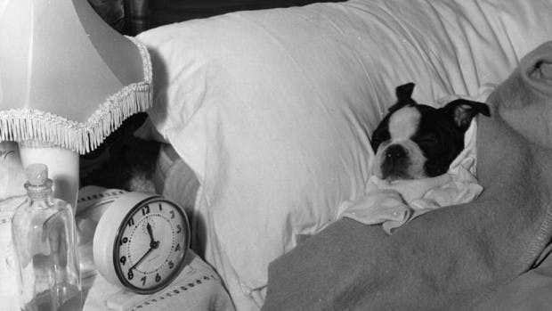 This Generator Tells You What Your Sleeping Spirit Animal Is