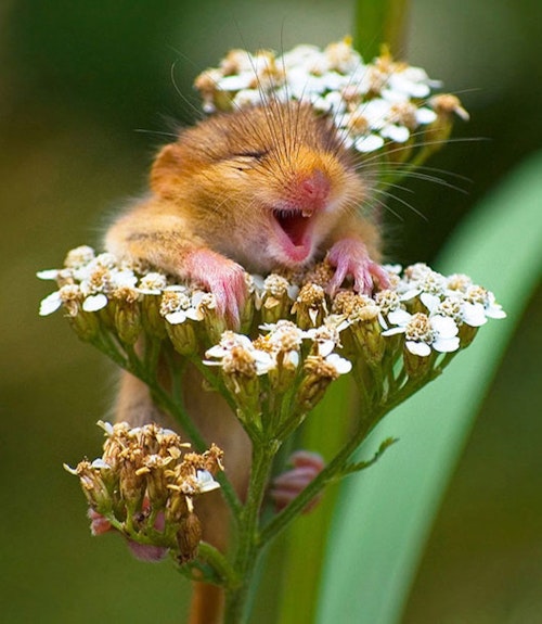 30 of the happiest animals you’ve ever seen – from a happy horse to a ...