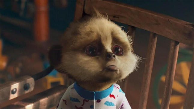 Angry meerkat fans get HELPLINE after baby Oleg is left in Africa | Closer