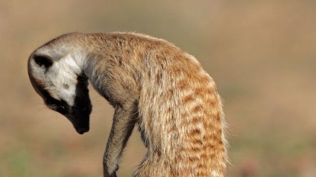 VIDEO: Watch this super-cute clip of a sleepy Meerkat trying to stay ...