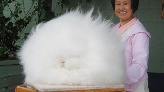 Is this the world’s fluffiest rabbit? | Closer
