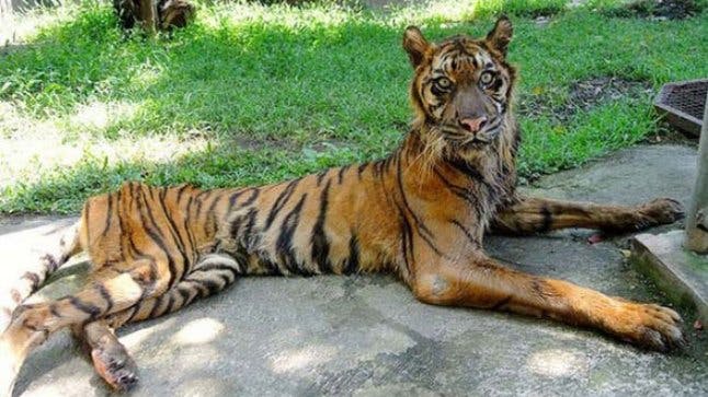 Zoo of Death: PETA speak out against nightmarish Surabaya Zoo in ...