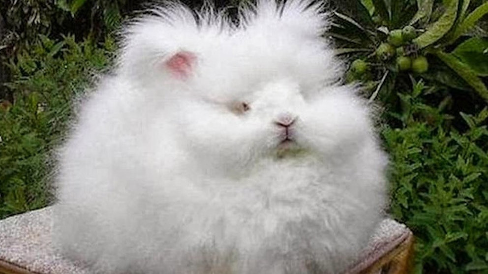 Is this the world’s fluffiest rabbit? | Closer