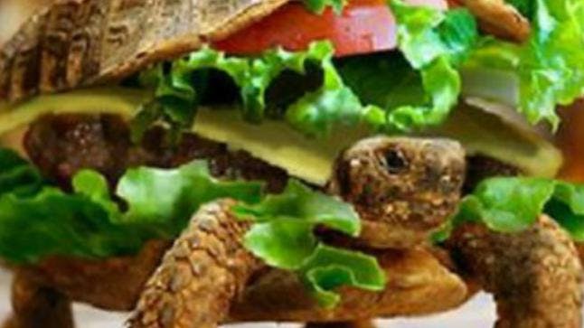 Man tries to smuggle pet turtle in a hamburger | Closer