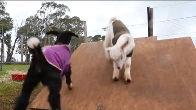 VIDEO: Watch these happy goats playing on their homemade slide | Closer