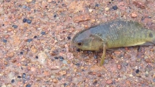 Shock as ‘killer’ fish walks out of water and breathes on land for 6 ...