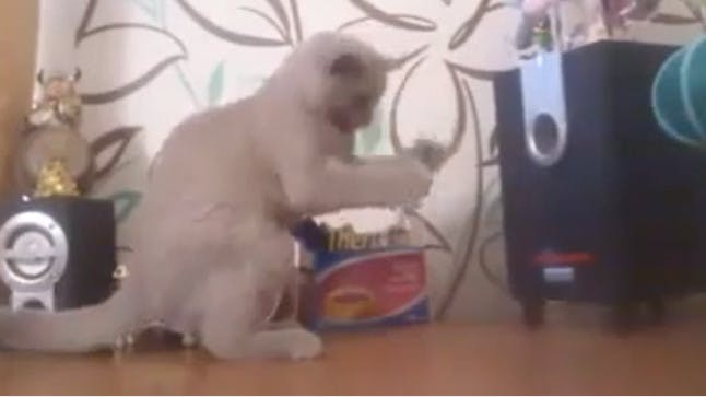Watch: You have to see this cat’s hilarious attempts to ‘catch the bass ...