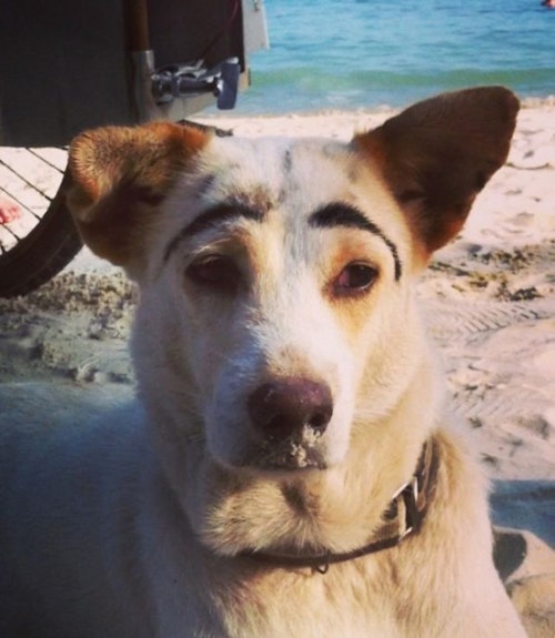 TOO CUTE! 20 animals with unusual markings! From moustaches and ...