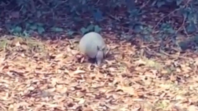 VIDEO: Armadillo dances to Michael Jackson’s ‘Billie Jean’ – and it’s ...