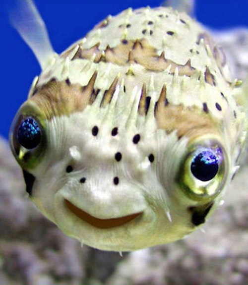 30 of the happiest animals you’ve ever seen – from a happy horse to a ...