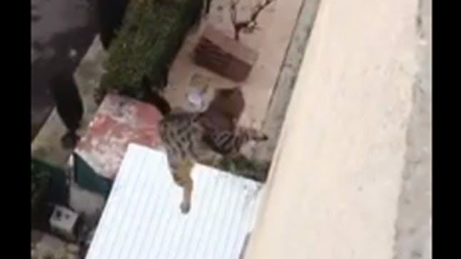 VIDEO: Cat falls three storeys from a balcony – and survives! | Closer