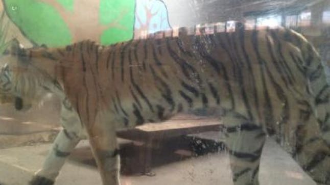 Zoo bombarded with hate mail after images of emaciated tiger released ...