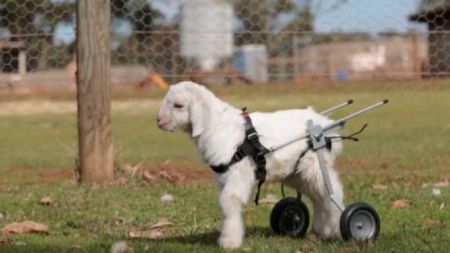 WATCH: Adorable disabled goat can play with friends after being given ...