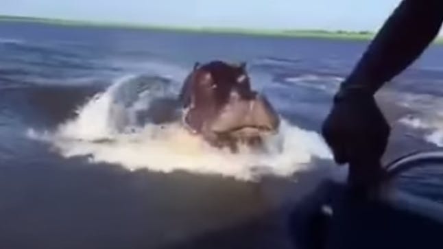 WATCH: Terrifying footage of a giant hippo chasing a speedboat | Closer