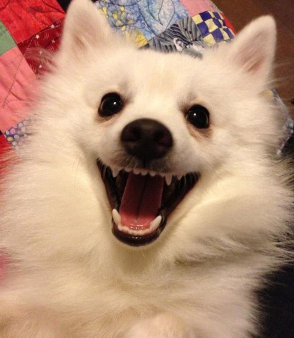 30 of the happiest animals you’ve ever seen – from a happy horse to a ...