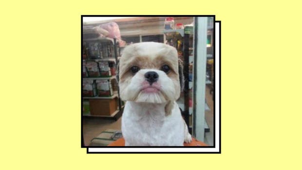 Owners In Taiwan Are Cutting Their Dog's Fur To Give Them Square Heads