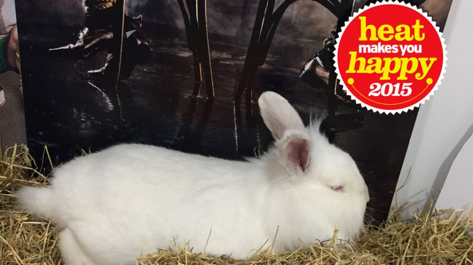 Join us TODAY for BUNNYCAM with heat Makes You Happy! | Entertainment ...