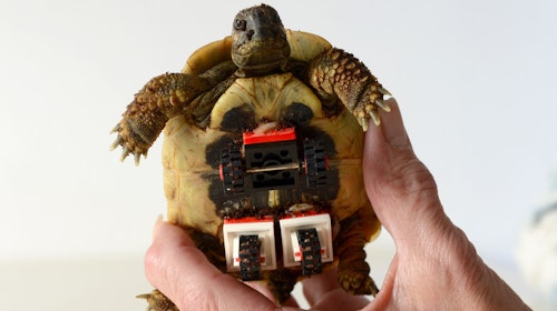 Disabled tortoise gets Lego ‘wheelchair’, and it’s basically the CUTEST ...