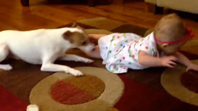 VIDEO: Dog tries to teach baby how to crawl | Closer
