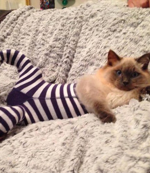 So, cats and dogs wearing tights is pretty much the funniest thing EVER ...