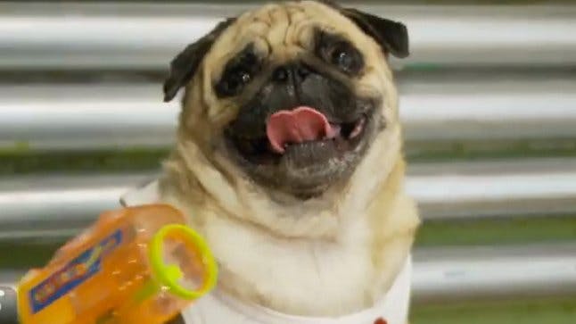 Video: Adorable pug dogs remake Die Hard | Closer