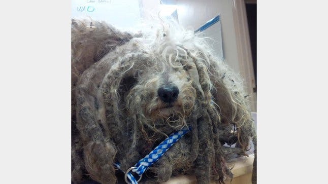 Meet dog Shrek who was abandoned for so long he grew dreadlocks | Closer