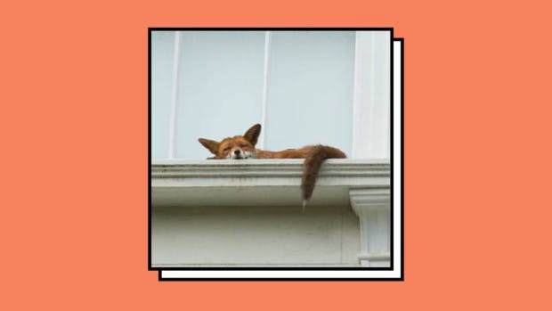 Fox Gives Literally No Craps, Naps On A Windowsill In Broad Daylight ...