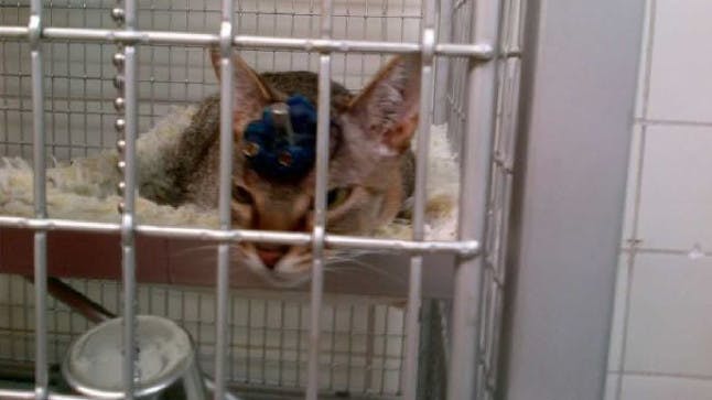 Kittens subjected to horrific experiments at UK universities including ...
