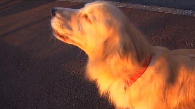 Dog’s amazing impression of a police siren goes viral | Closer