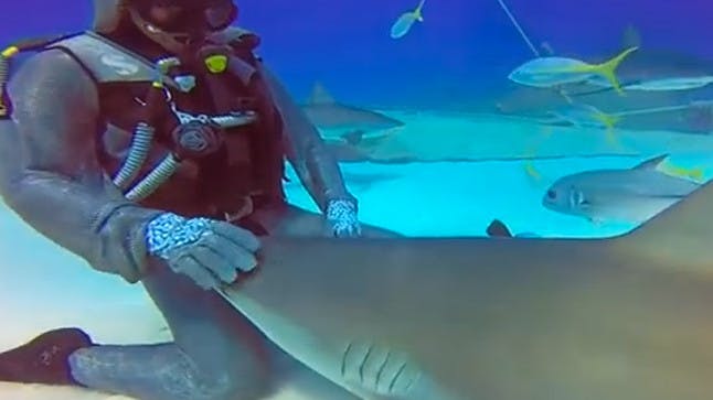 VIDEO: Meet the friendliest shark in the world! | Closer