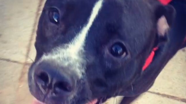 WATCH: This moonwalking dog shows how to overcome fear of doors! | Closer