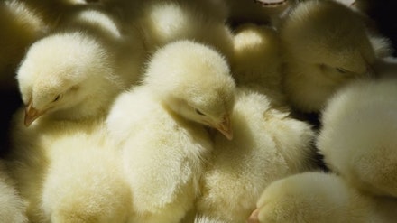 Spring has sprung: Check out our adorable collection of this season’s ...