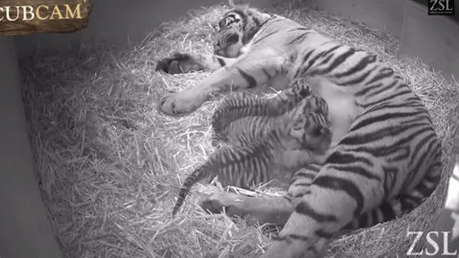 VIDEO: Adorably fluffy tiger cubs, just days old, snuggle with mother ...