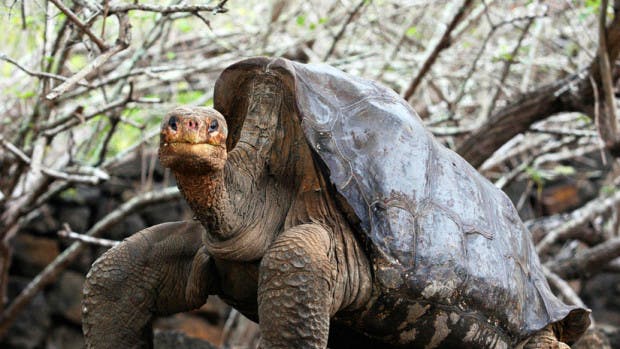This Giant Tortoise’s Sexploits Saved His Species From Extinction